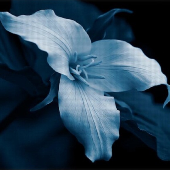 Jewelry | Periwinkle Trillium Blue Flower Clear Crystal Pistil Tri ...
